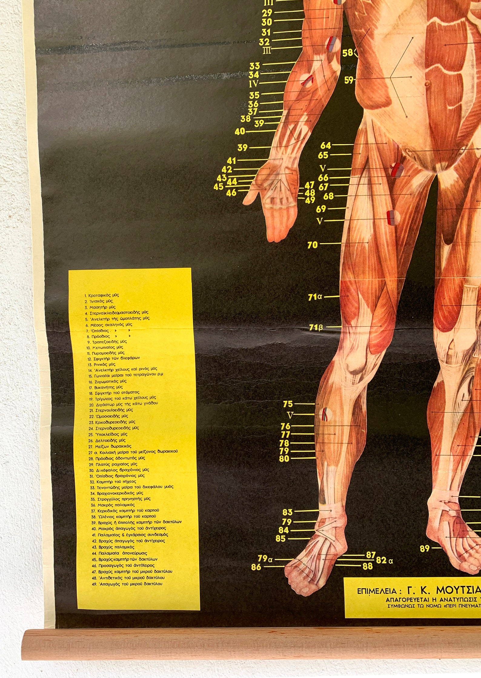 Muscle Anatomy Chart Muscular System Vintage Anatomical Pull - Etsy