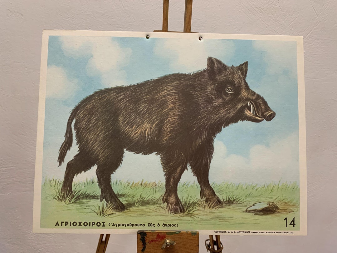 Vintage Wild Boar Print: 1960s Cardboard School Chart - Etsy