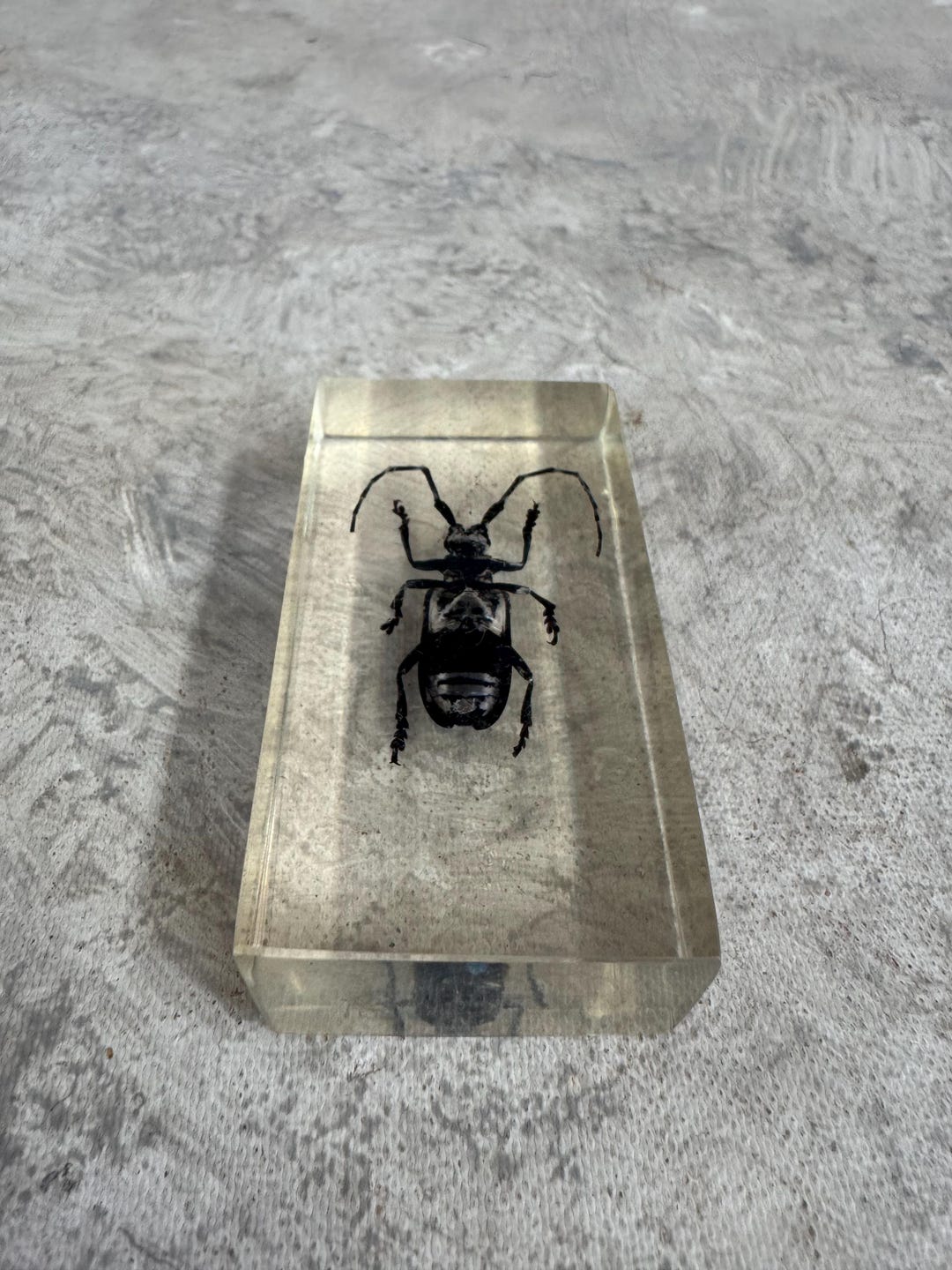 Taxidermy Resin Insect, Asian Longhorned Beetle Encased in Clear Resin ...