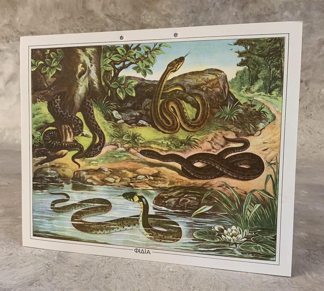 Vintage Snakes School Chart: 1960s Zoology Poster, Kids Room Decor - Etsy
