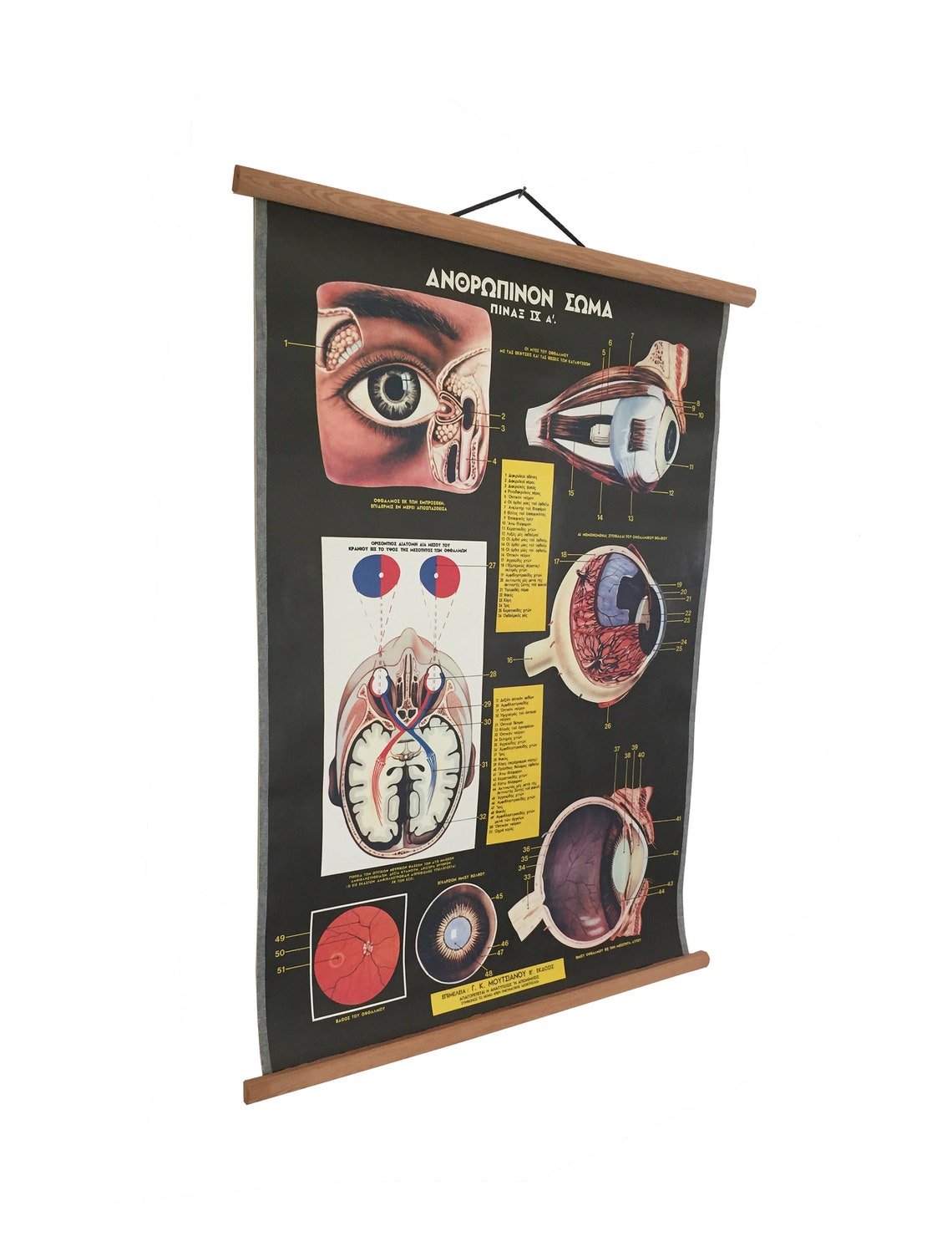 Vintage Eye Anatomy Pull Down Chart Eyeball Chart Vintage - Etsy
