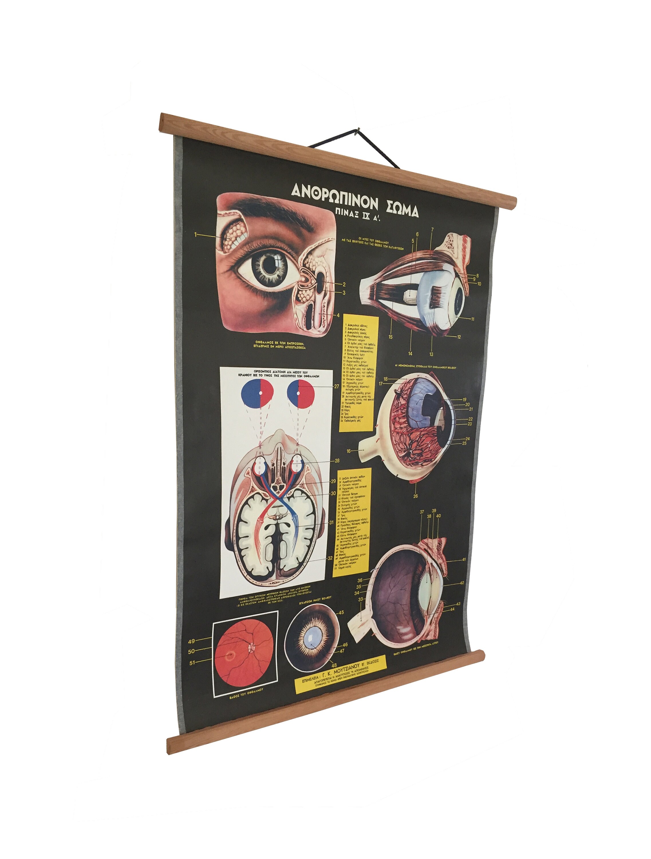 Vintage Eye Anatomy Pull Down Chart Eyeball Chart Vintage - Etsy UK