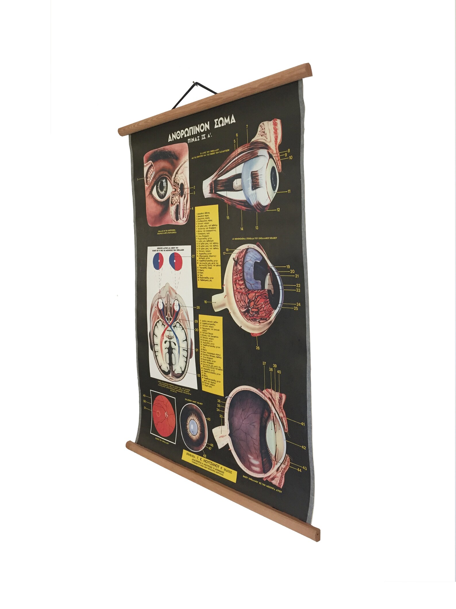 Vintage Eye Anatomy Pull Down Chart Eyeball Chart Vintage - Etsy