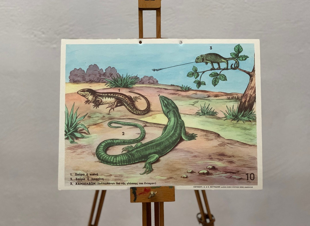 Vintage Lizards & Chameleon School Print: 1960s Greek Educational Chart ...