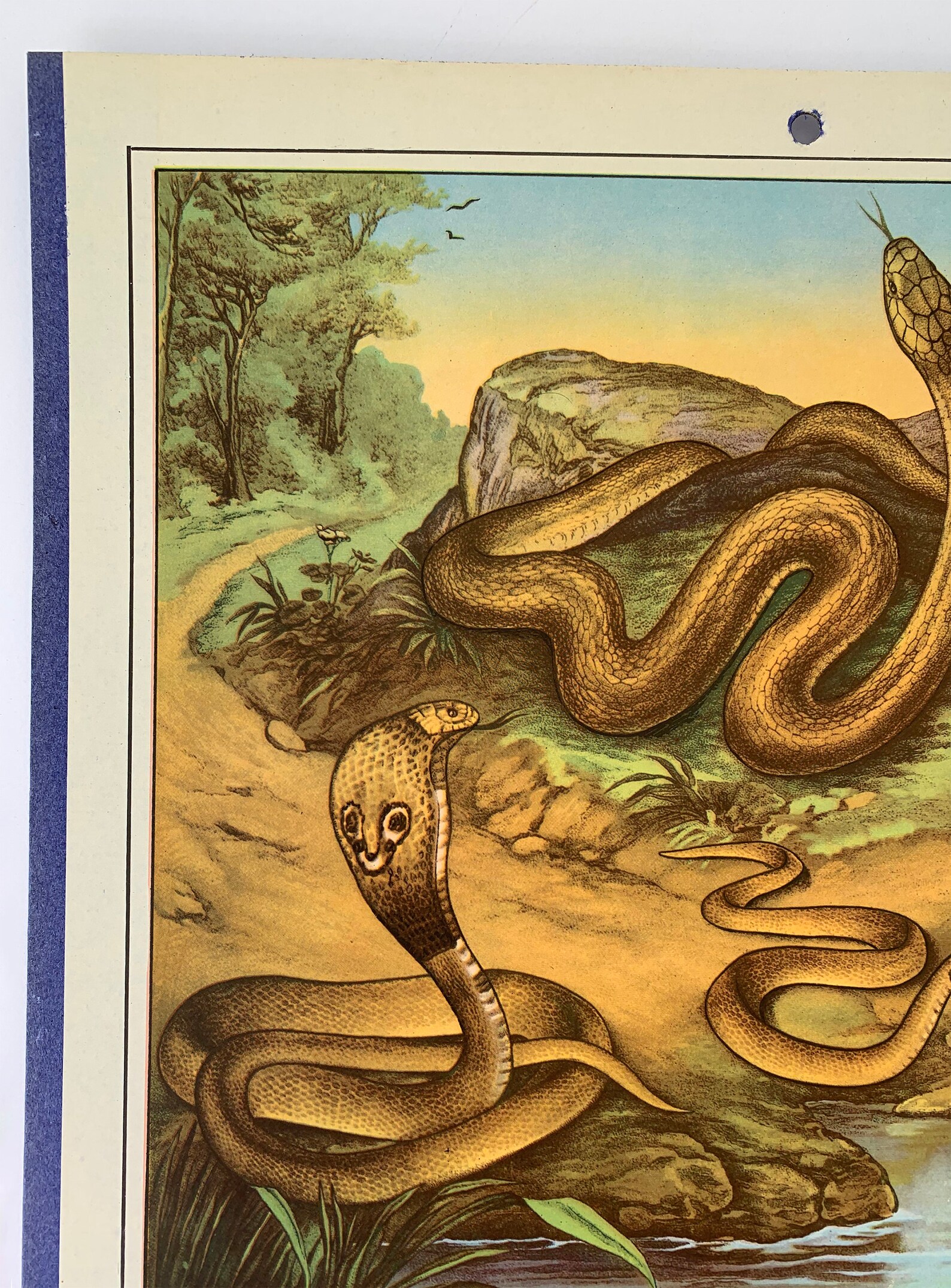 Snakes School Print N.O.S Original Cardboard School Chart - Etsy