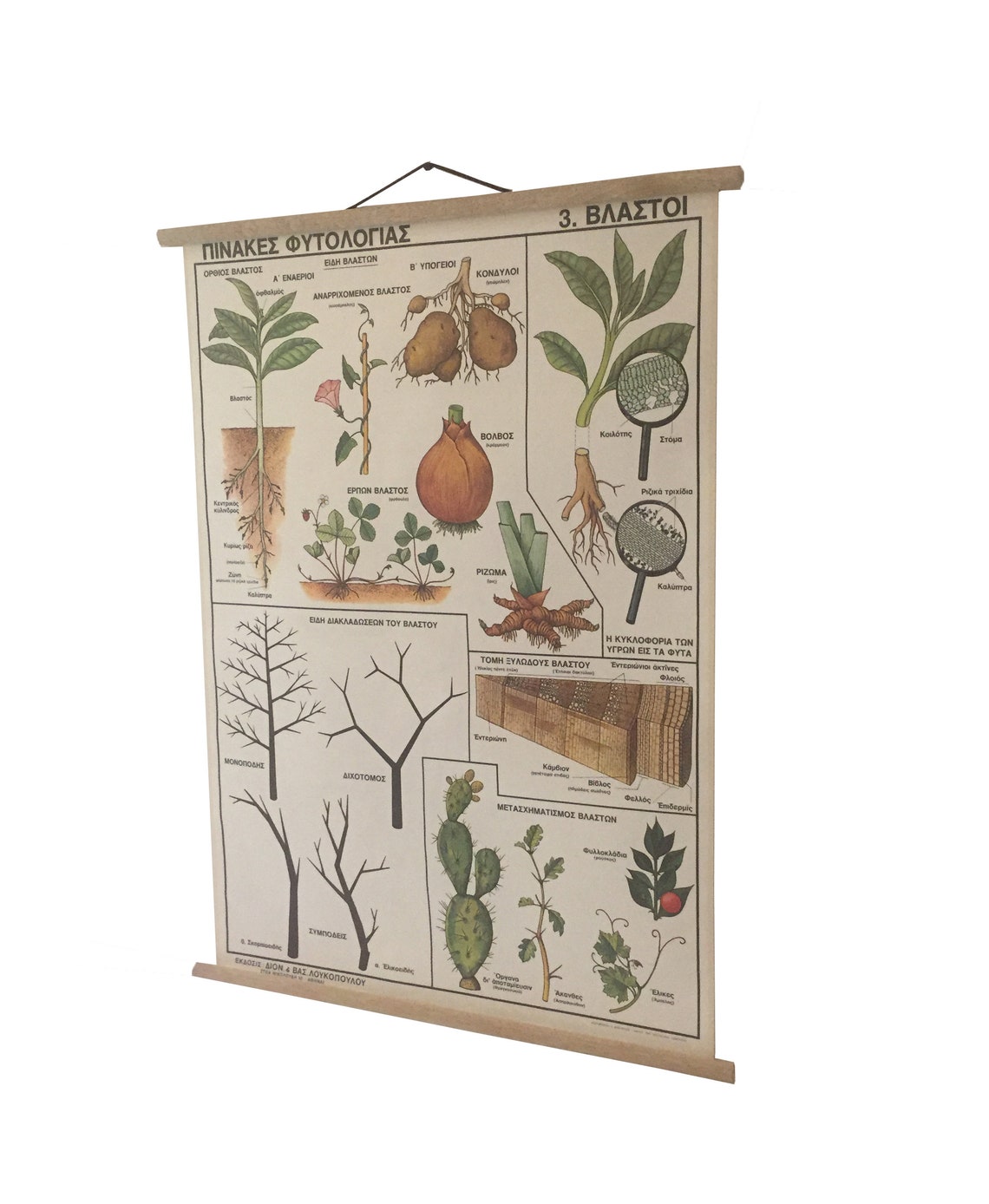 Different Type of Sprouts Pull Down Chart Botanical School - Etsy