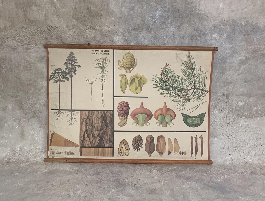 Pine Tree School Lithography Print Pine Tree School Chart - Etsy