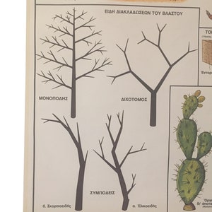 Different Type of Sprouts Pull Down Chart Botanical School - Etsy