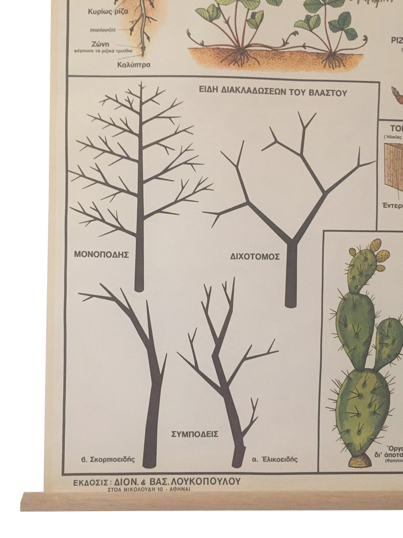Different Type of Sprouts Pull Down Chart Botanical School - Etsy