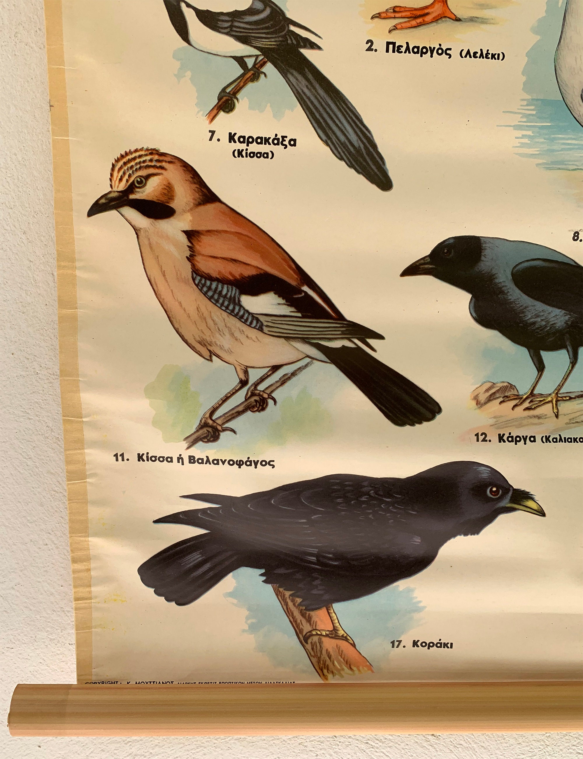Birds of Greece Chart, Vintage Pull Down School Chart, Natural History ...