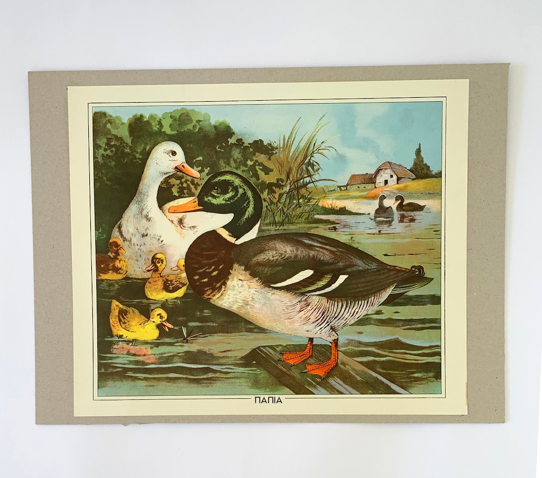 Vintage Ducks School Chart Print, Original Cardboard Wall Chart, Kids ...