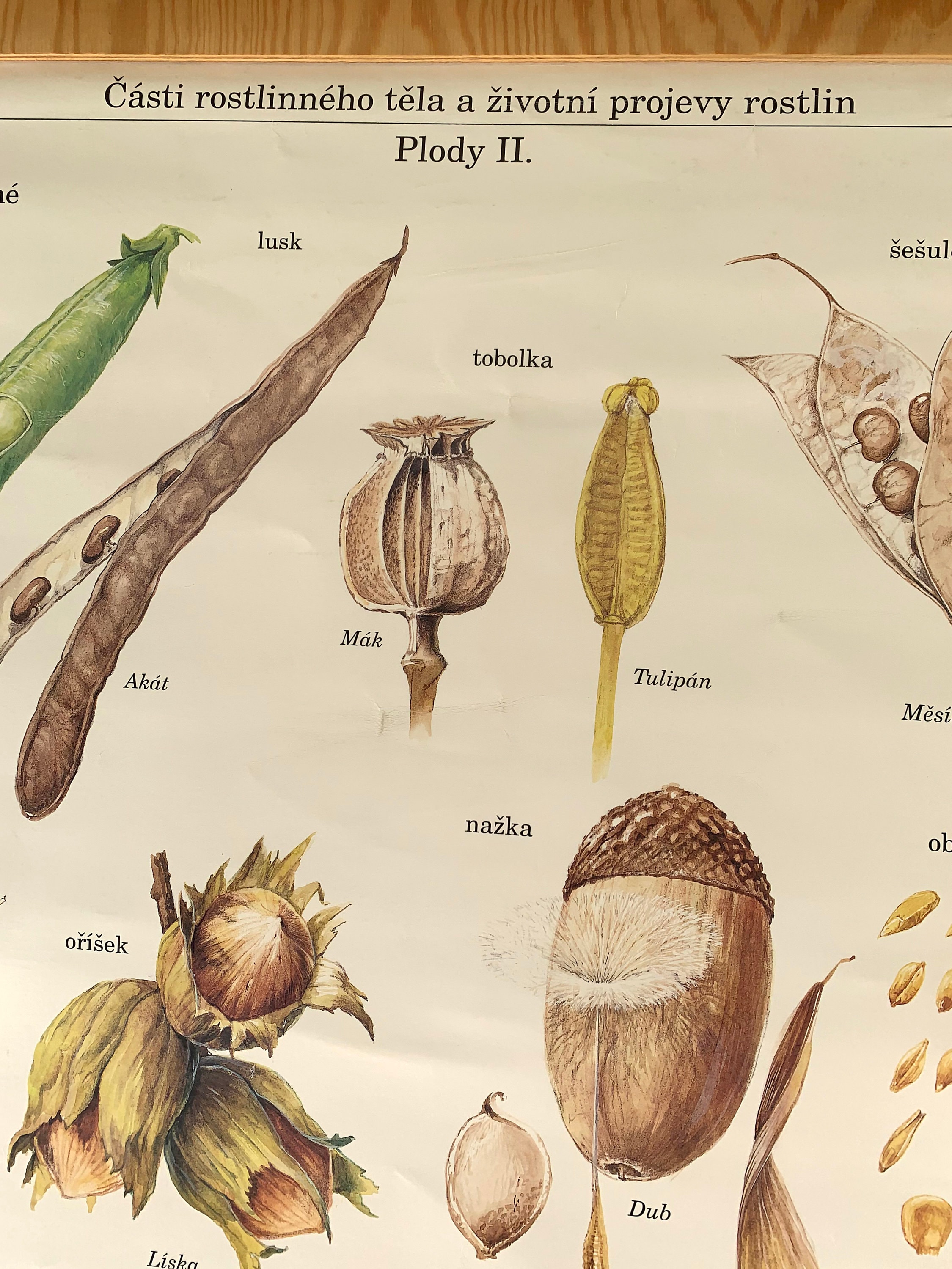 Seed Identification Guide