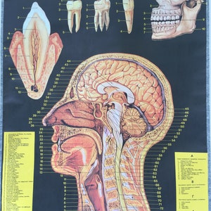 Vintage Head and Teeth Pull Down Chart, Anatomy Poster, Vintage Human ...