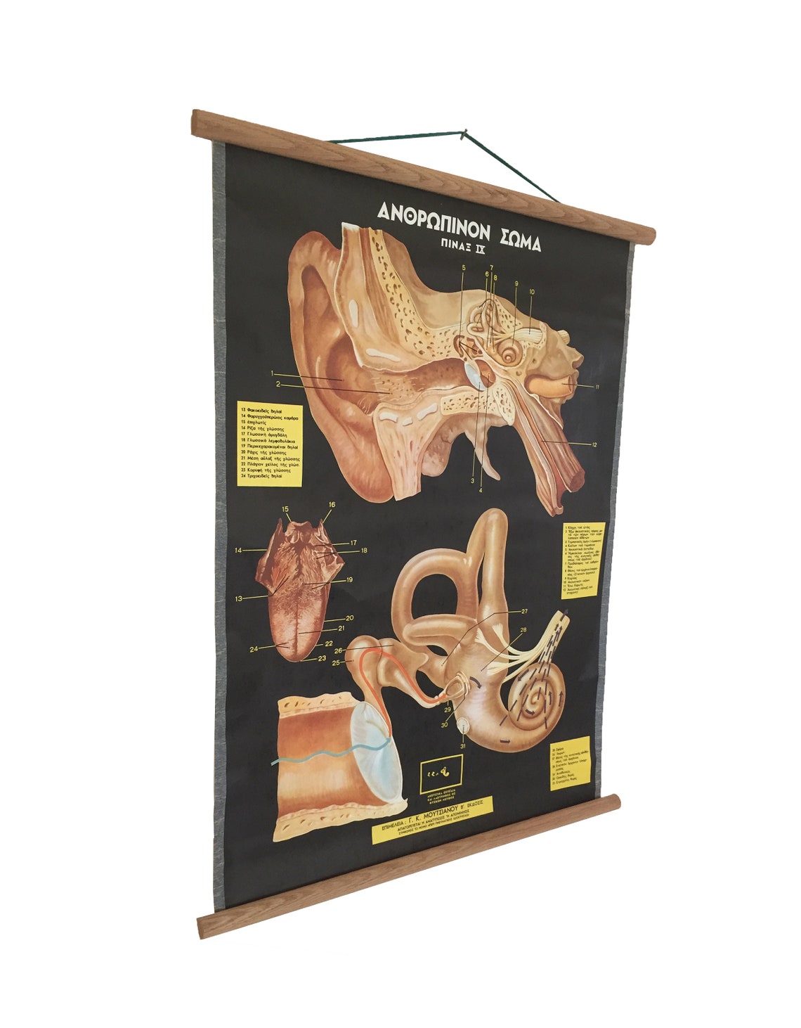 Vintage Human Ear Anatomy Vintage Ear Anatomy Pull Down | Etsy