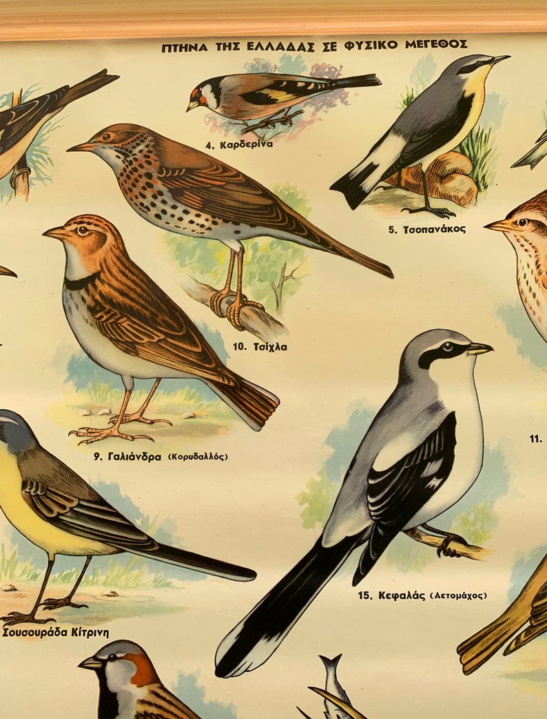 Birds of Greece Chart Birds of Greece Pull Down School - Etsy