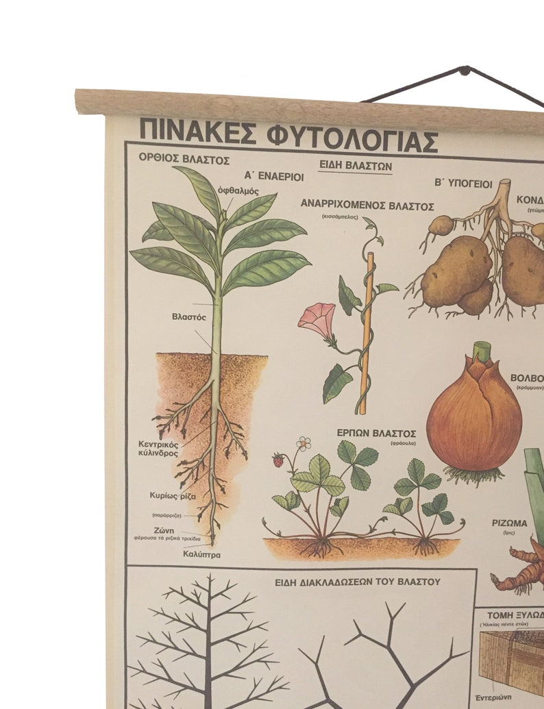 Different Type of Sprouts Pull Down Chart Botanical School | Etsy