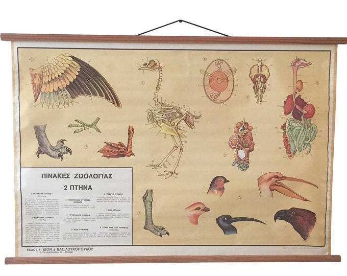 Vintage Zoology Chart, Bird Anatomy and Physiology Chart, Educational ...