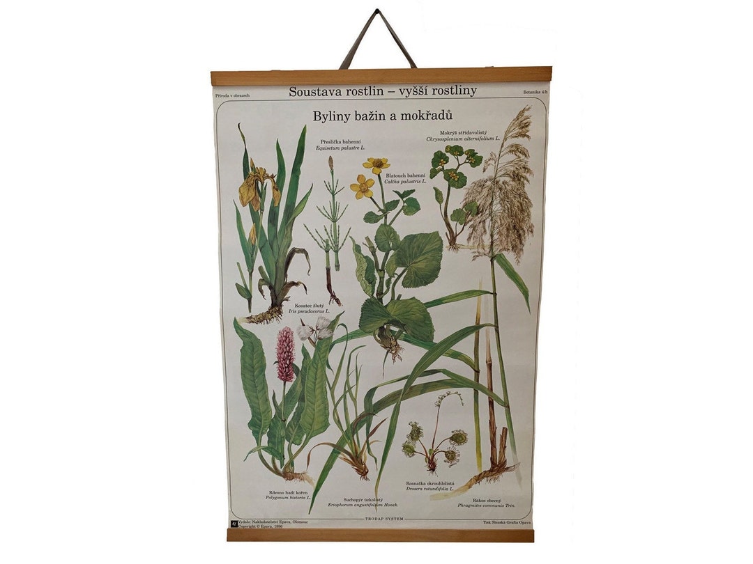 Vintage Swamp Herbs Botanical Chart: Czech School Science Wall Hanging ...