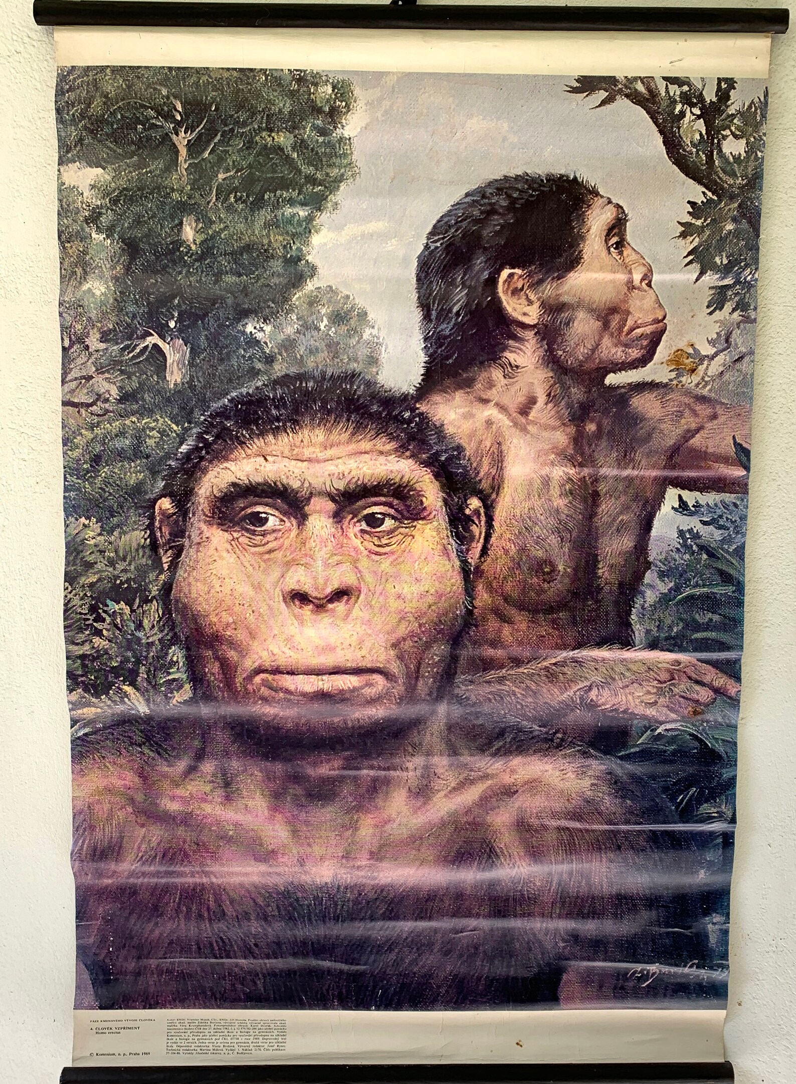 Original Homo Erectus chart Human Evolution Vintage School | Etsy