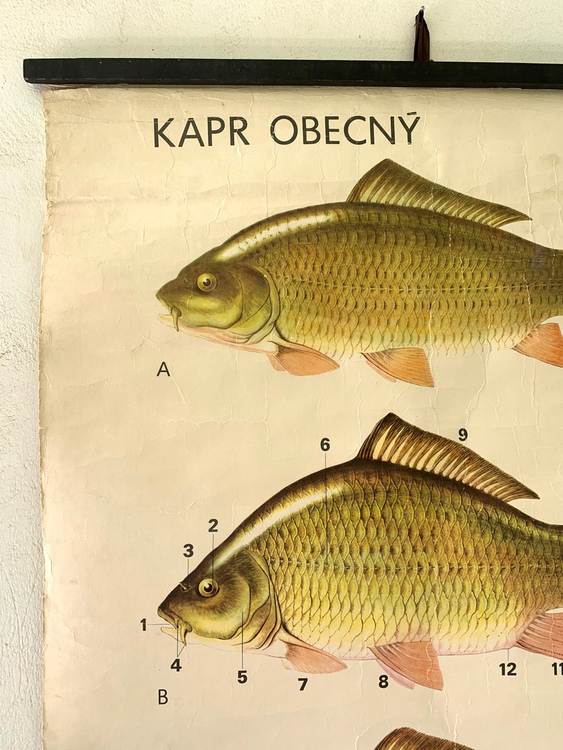 Vintage Carp Fish Chart Freshwater Fish Fish Anatomy and - Etsy Ireland