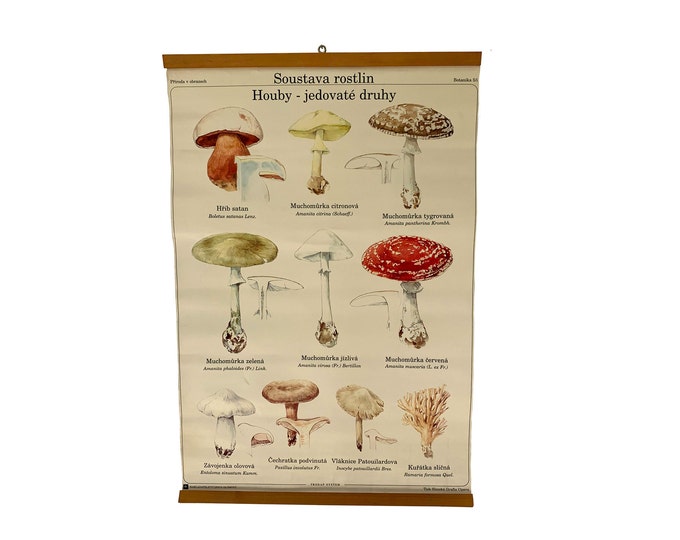 Poisonous Mushrooms Vintage School Chart, Seeds Botanical School Chart ...