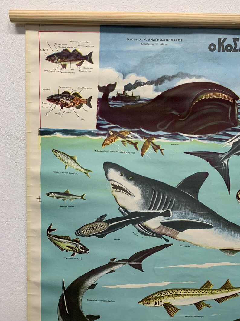 Sea Life Chart Vintage, Marine Biology Pull Down School Chart, Ocean ...