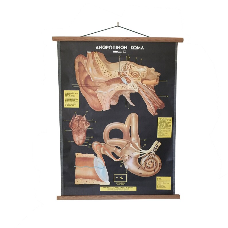 Vintage Human Ear Anatomy Vintage Ear Anatomy Pull Down | Etsy