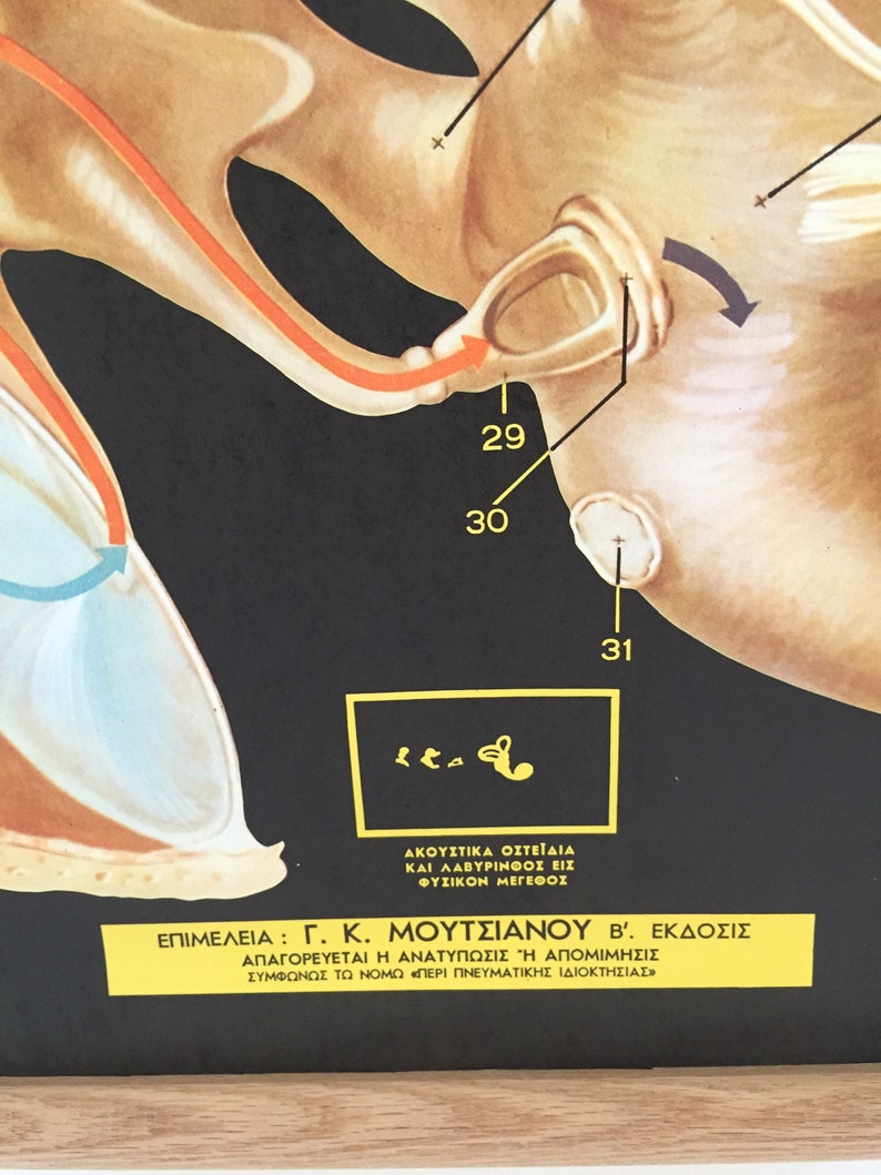 Vintage Human Ear Anatomy Vintage Ear Anatomy Pull Down | Etsy