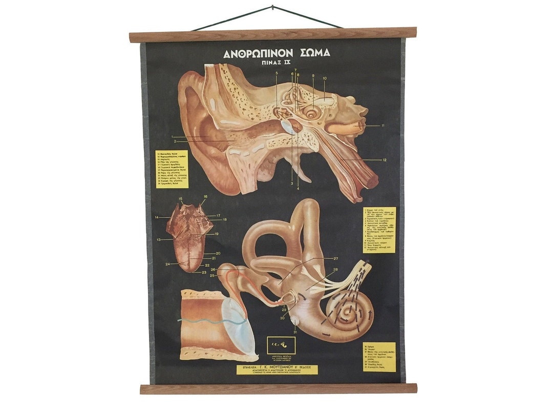 Vintage Human Ear Anatomy Chart: Medical School Educational Poster - Etsy