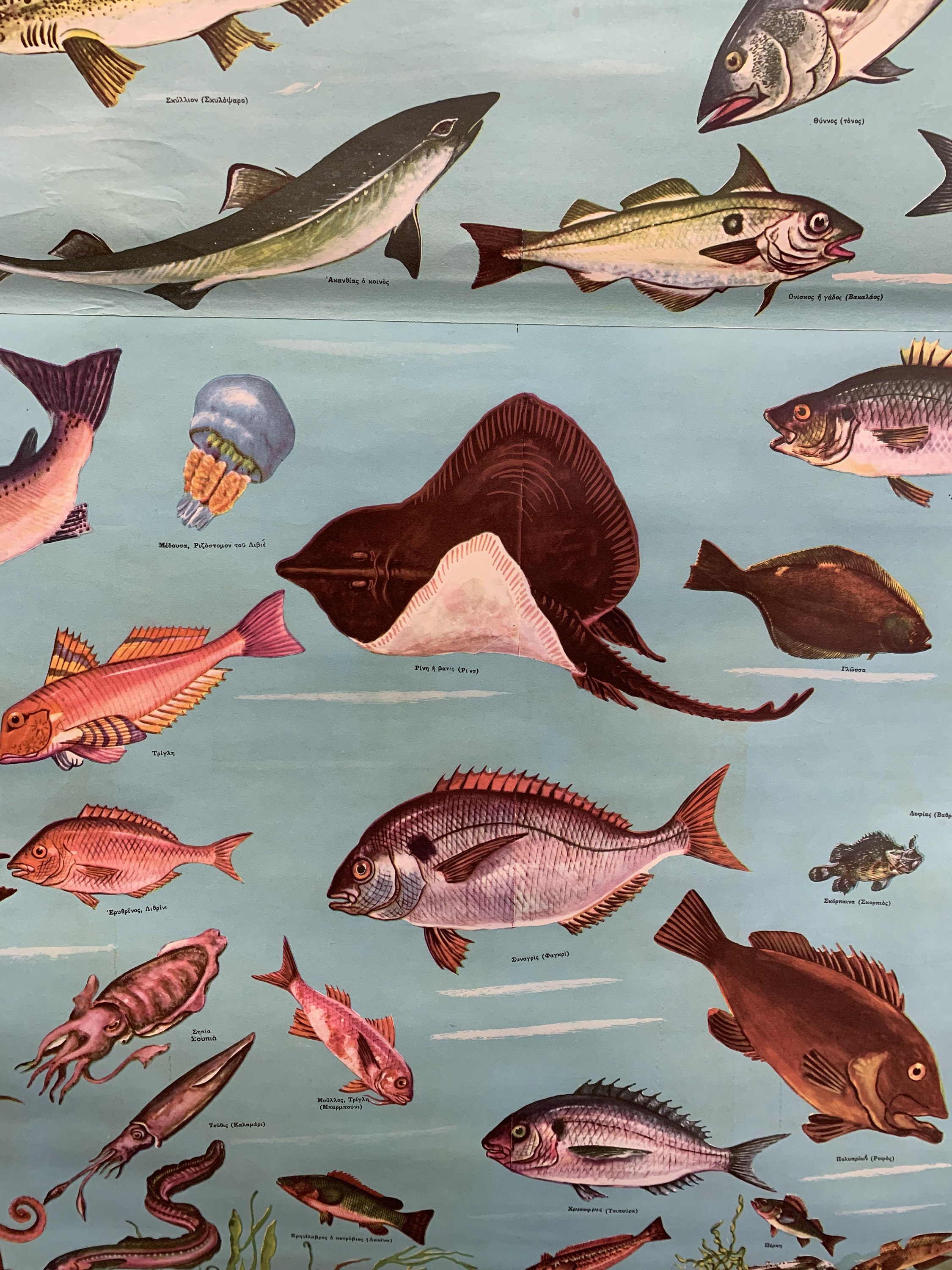 Vintage Sea Life Chart, Marine Biology Pull Down School Chart, Ocean ...