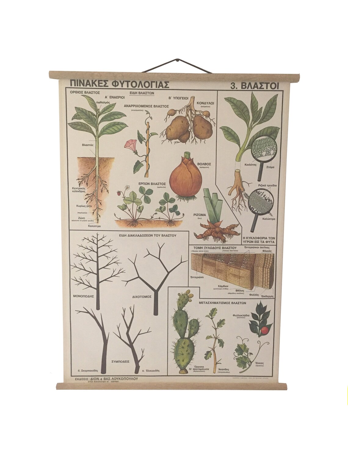 Different Type of Sprouts Pull Down Chart Botanical School | Etsy