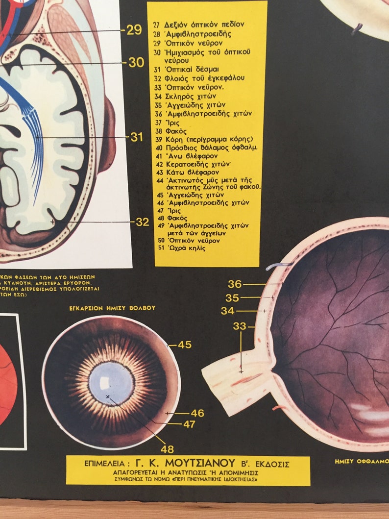 Vintage Eye Anatomy Pull Down Chart Eyeball Chart Vintage - Etsy
