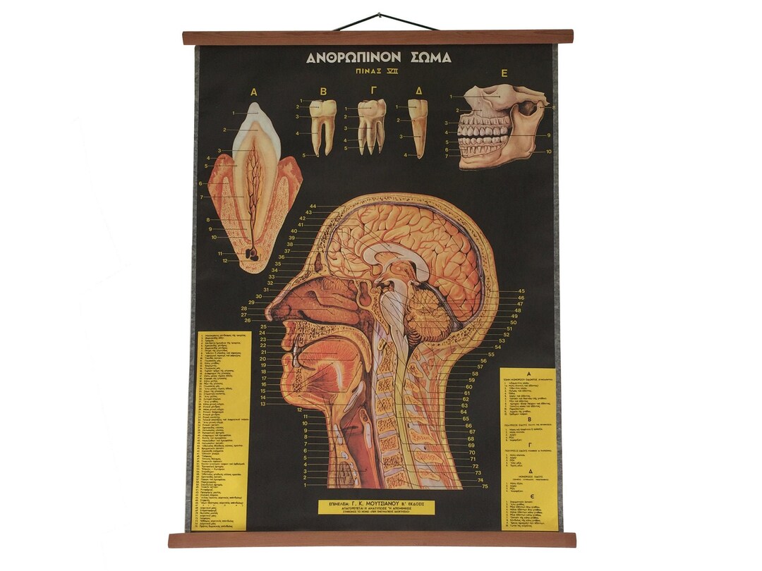 Vintage Head and Teeth Pull Down Chart, Anatomy Poster, Vintage Human ...