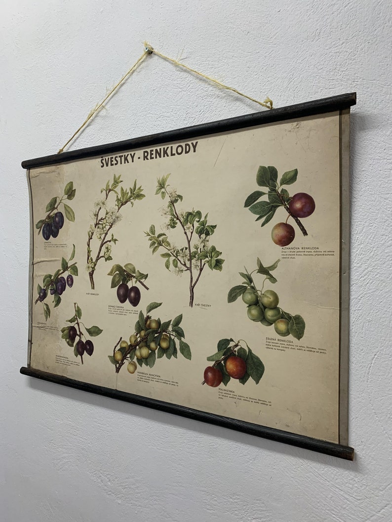 Vintage Plums Lithograph School Chart - 1950s Czech Educational Print ...
