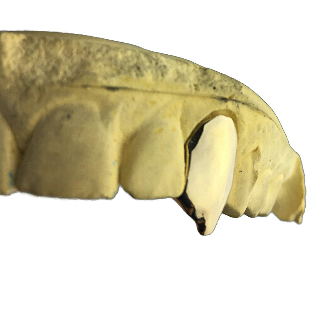 Solid 10K Gold OR 14K Gold Custom Fang Grillz Vampire One Single Cap ...