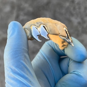 925 Sterling Silver Custom Fang Grillz Set Extra Long Curved Extended ...