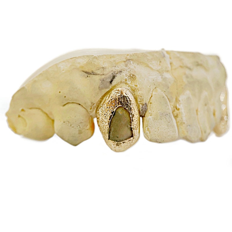 Canine Grillz - Etsy