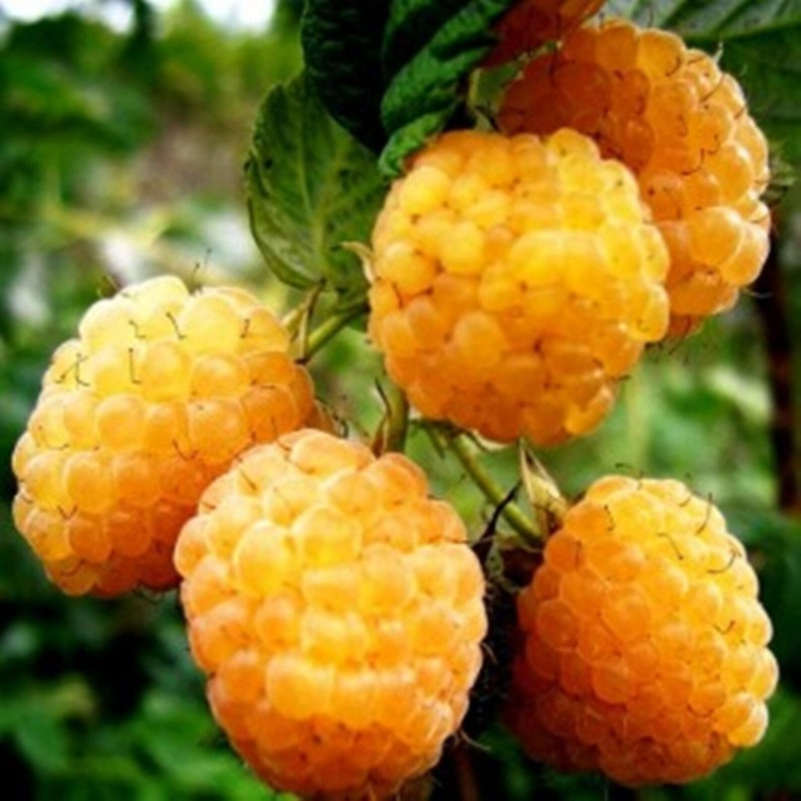 Raspberry Yellow Berry Heirloom Seeds NO GMO para plantar / | Etsy