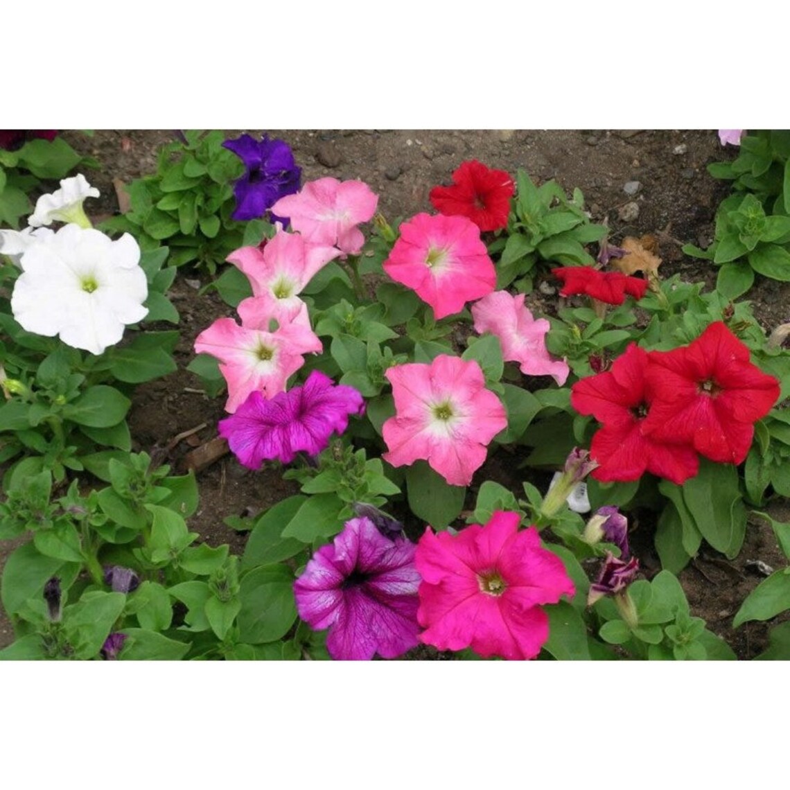 Petunia Unicum Mix Seeds Annual Hybrid NON GMO for Planting | Etsy