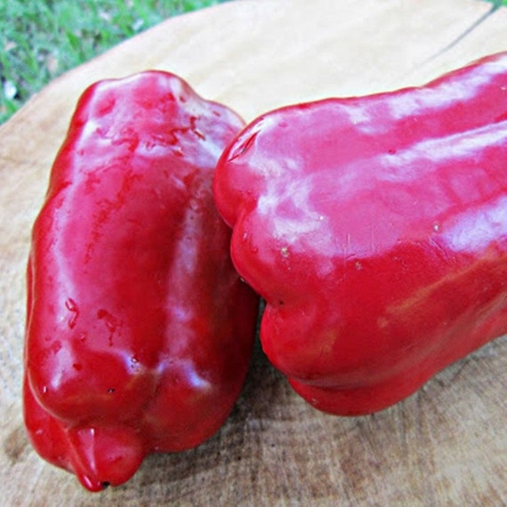 Outdoor & Gardening 10 Big Dipper Sweet Bell Pepper Seeds NON-GMO ...