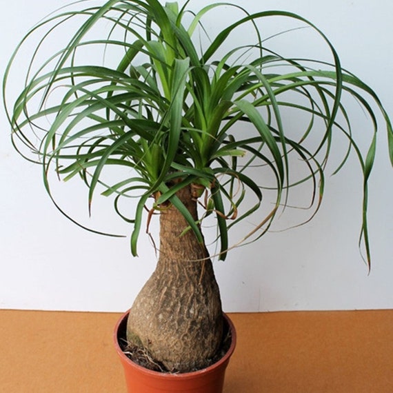 Elephants Foot Ponytail Palm Seeds Perennial Ornamental NON | Etsy