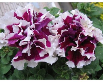 Petunia Unicum Mix Seeds Annual Hybrid NON GMO for Planting | Etsy