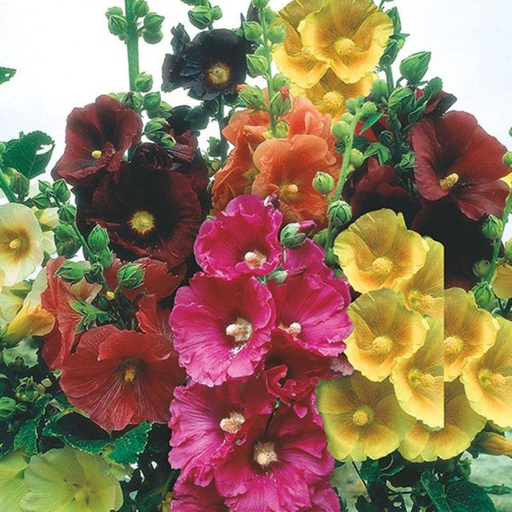 Hollyhock Spring Mix Seeds Annual Flowering NON GMO for - Etsy
