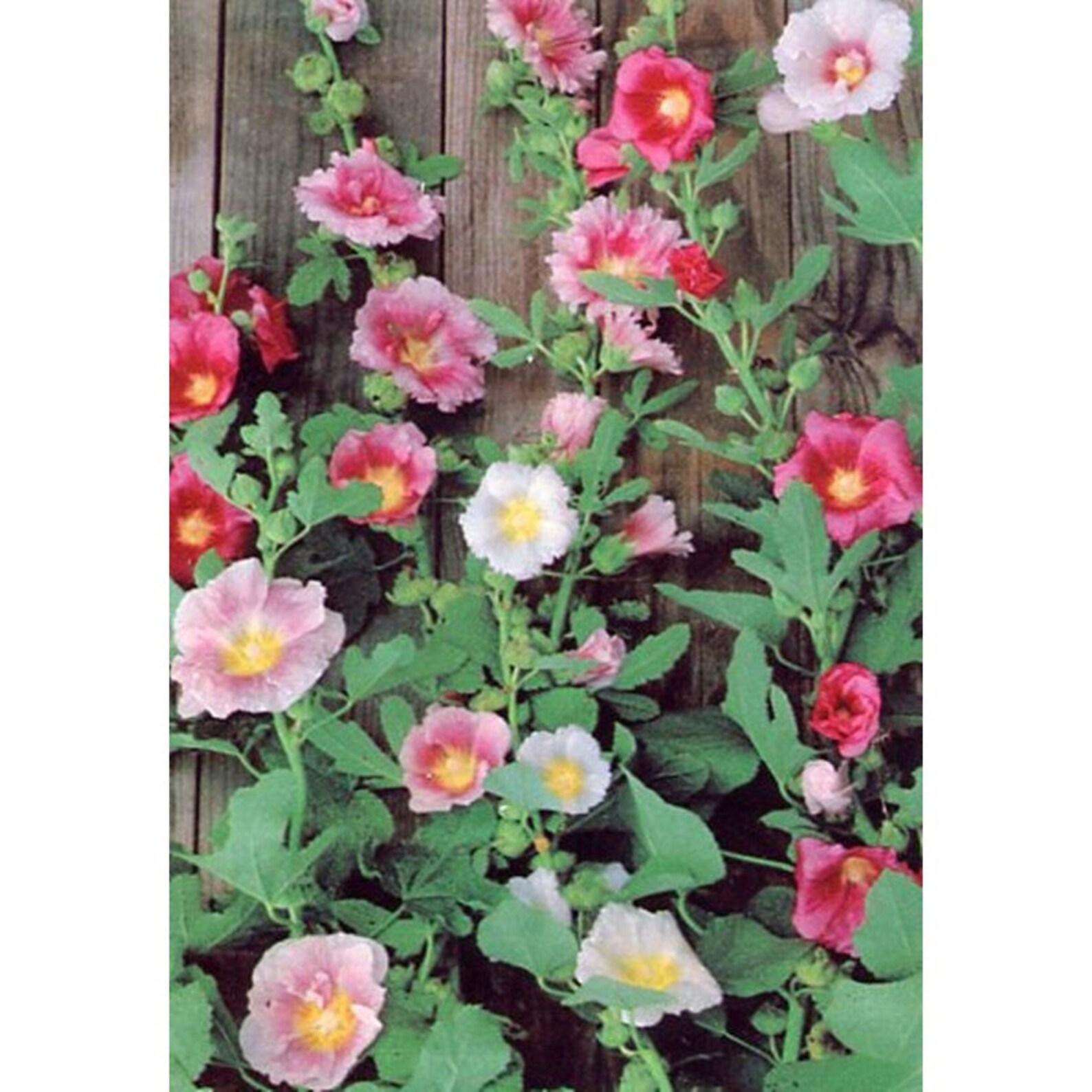 Hollyhock Spring Mix Seeds Annual Flowering NON GMO for - Etsy