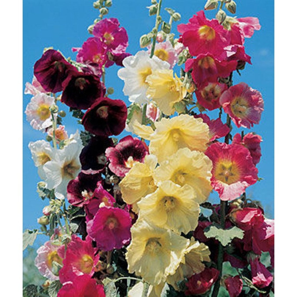 Hollyhock Spring Mix Seeds Annual Flowering NON GMO for - Etsy