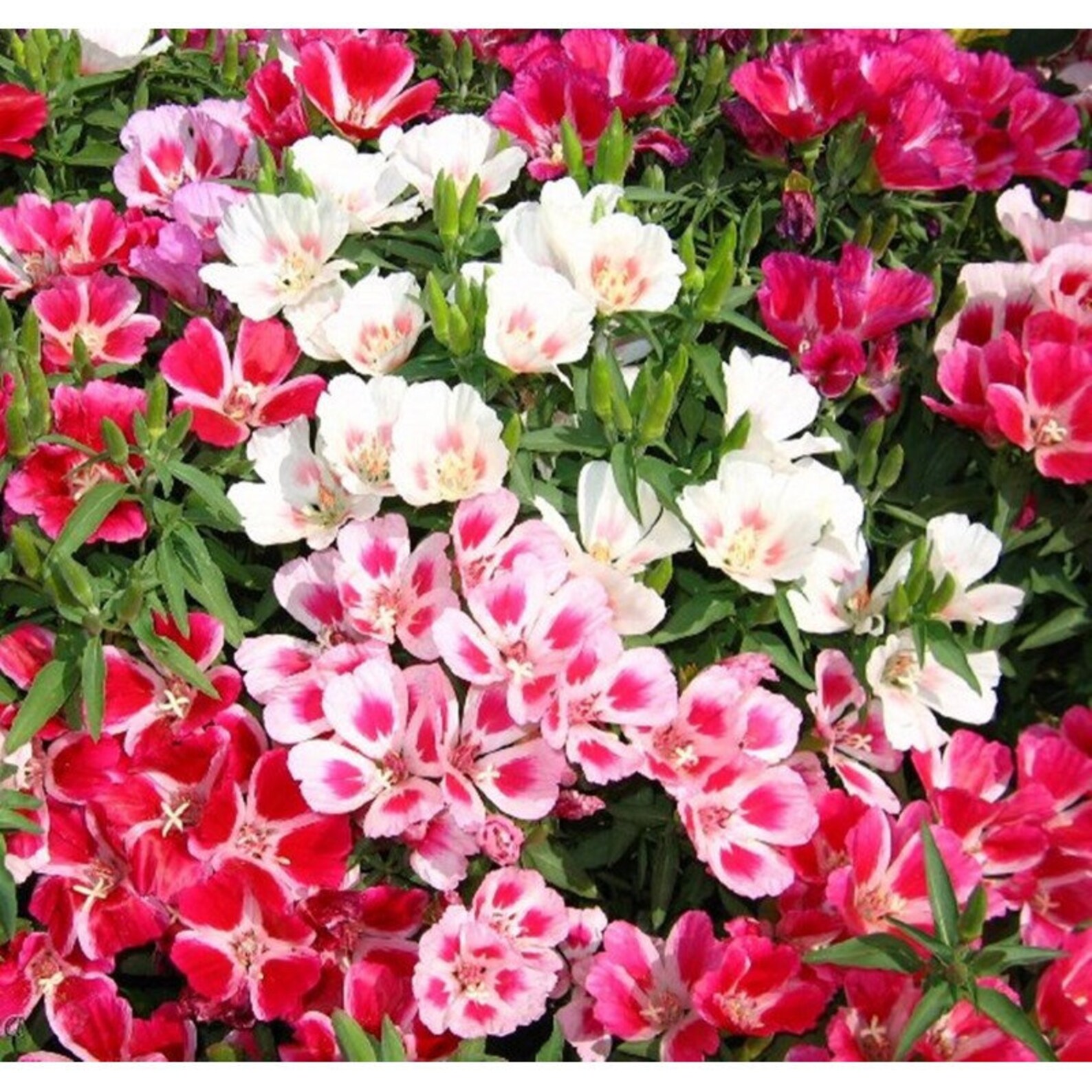 Godetia Mix Open Pollinated Seeds NON OGM pour la plantation | Etsy