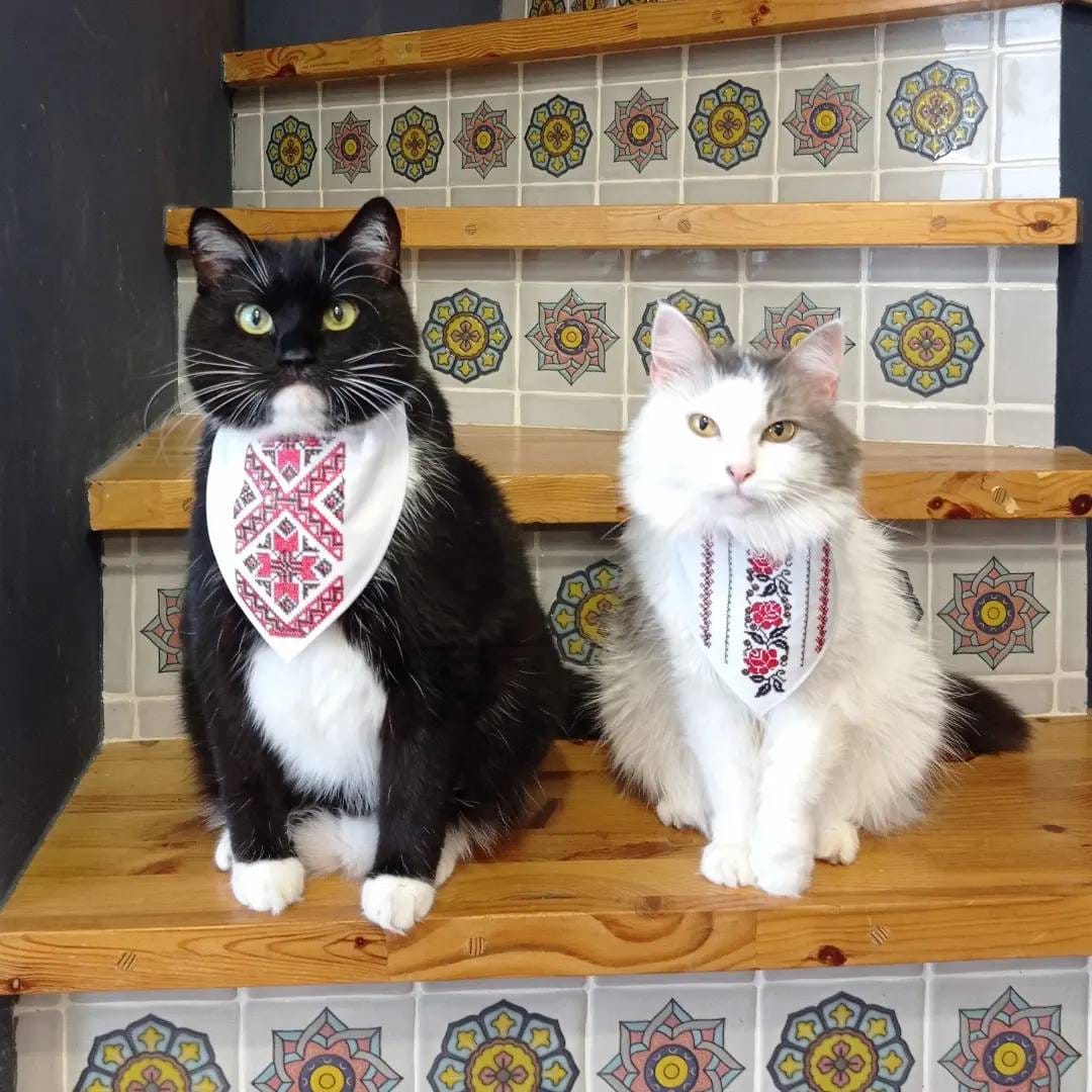 Vyshyvanka for Cats and Dogs - Ukrainian National Traditional ...