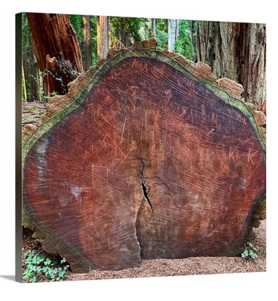 Redwood Tree Stump