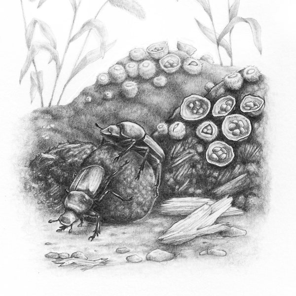 Insect Drawing - Etsy