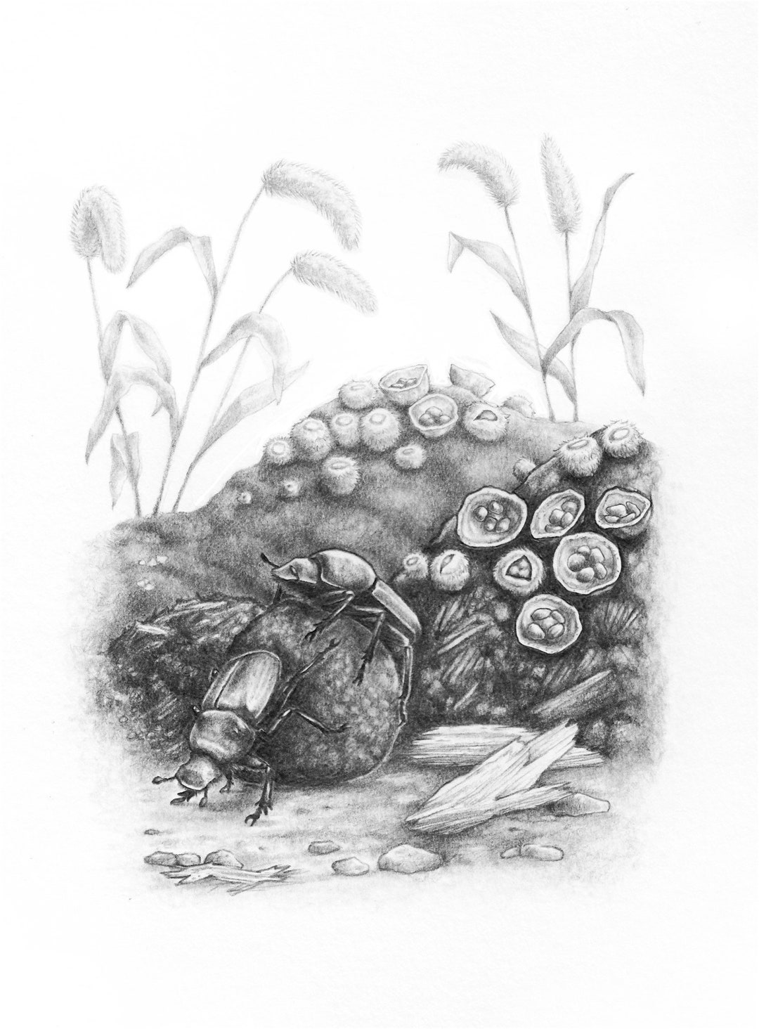 SUPER SALE Original Drawing - Dung Beetles, Insect Art, Graphite ...
